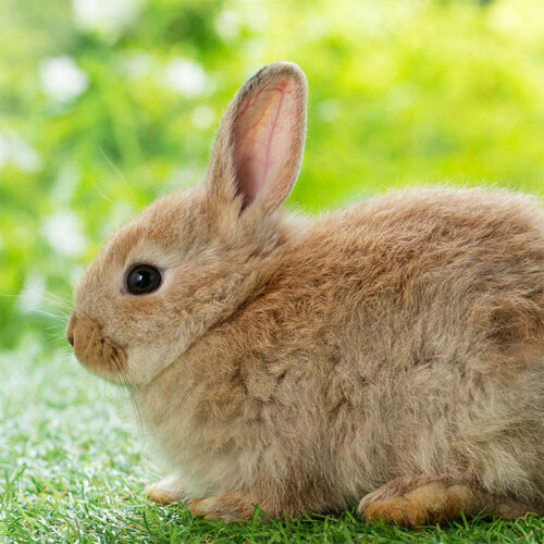 Veterinarian in Fort Worth, TX | Ridglea West Animal Hospital